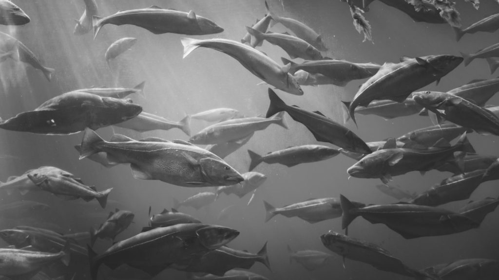 Cod Liver Oil - Berg LipidTech